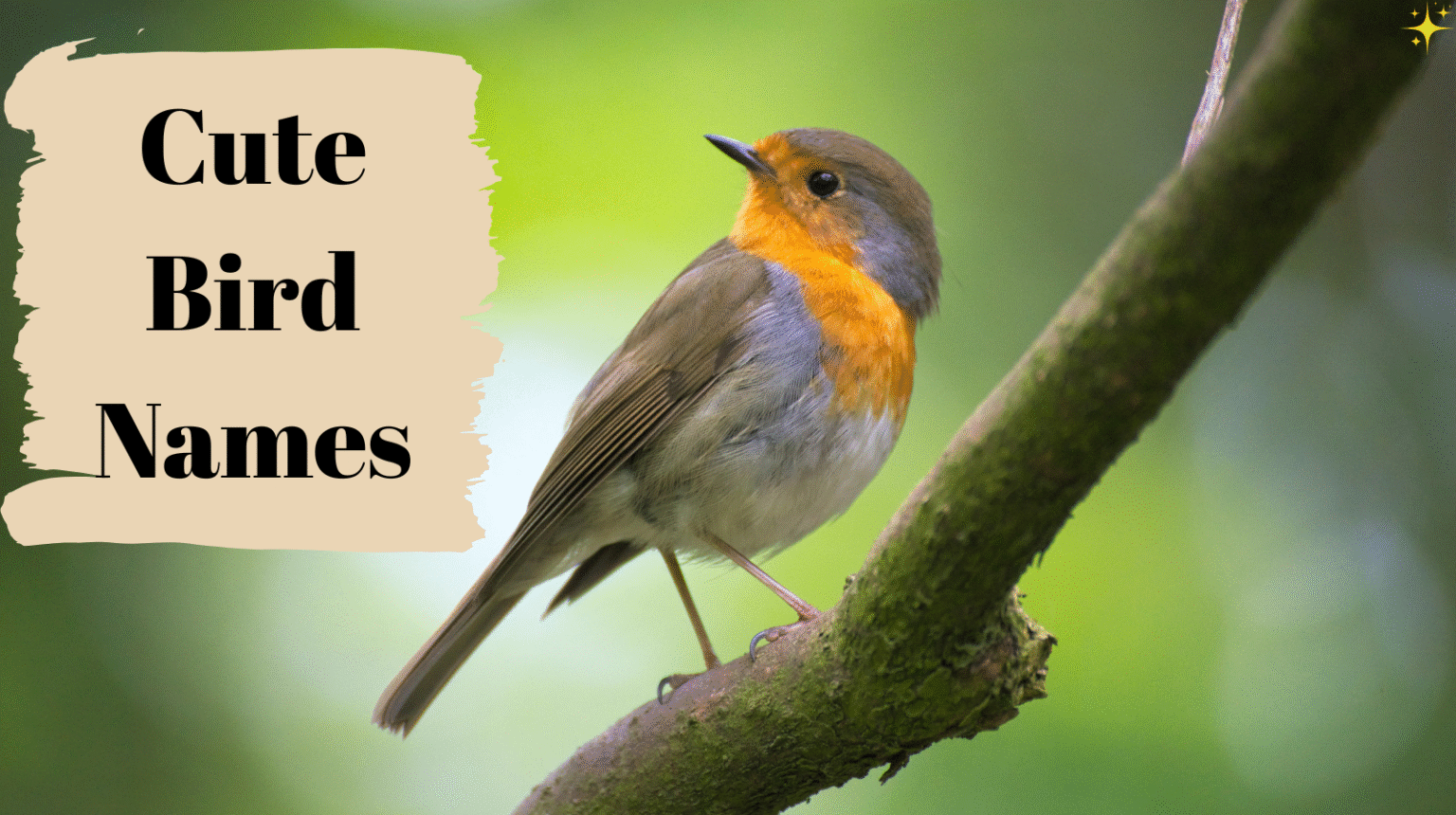 Cute Bird Names: 15 Adorable Picks for Your Pet Bird