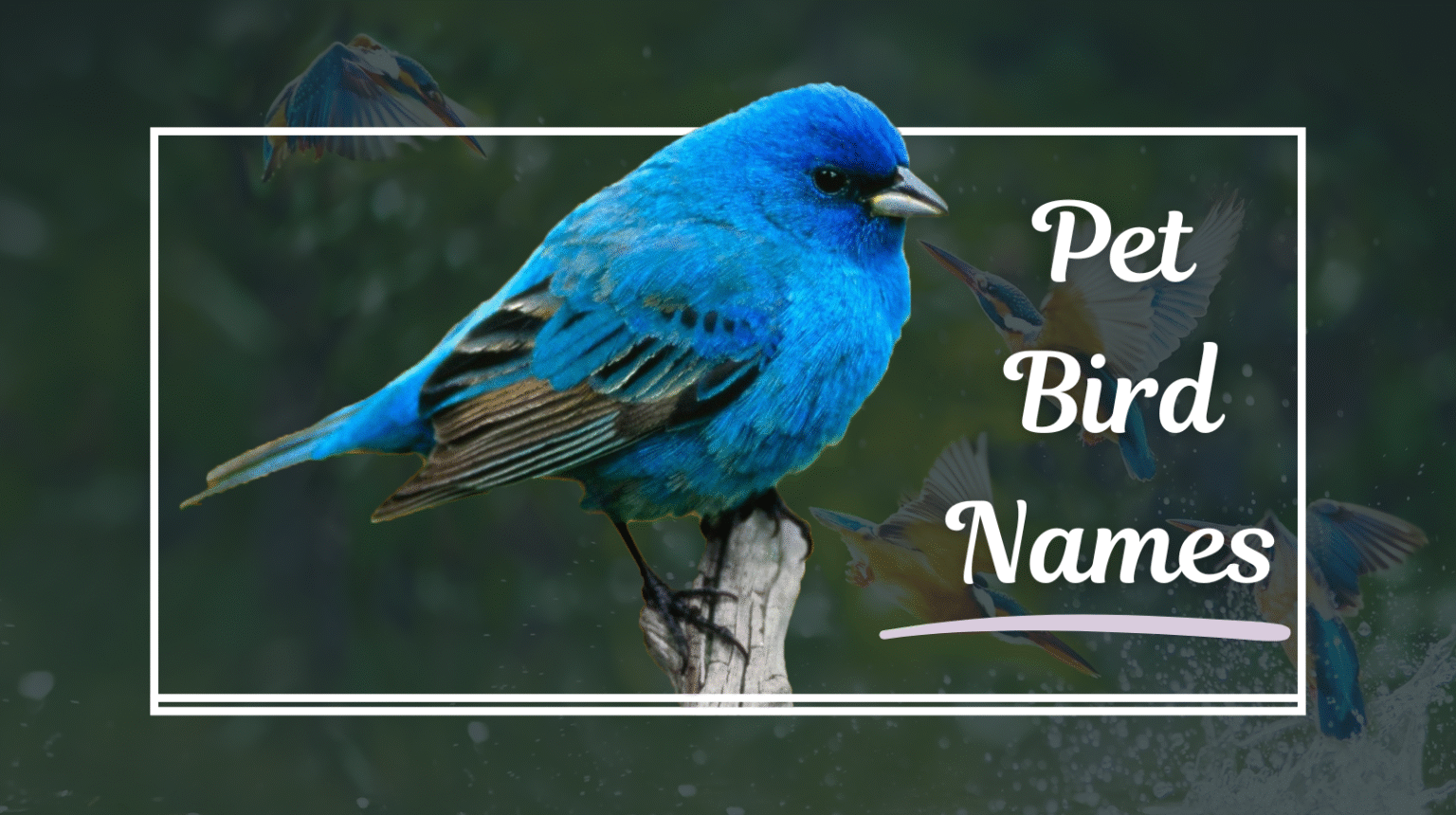 Pet Bird Names: Fun, Cool & Unique Ideas to Name Your Bird!